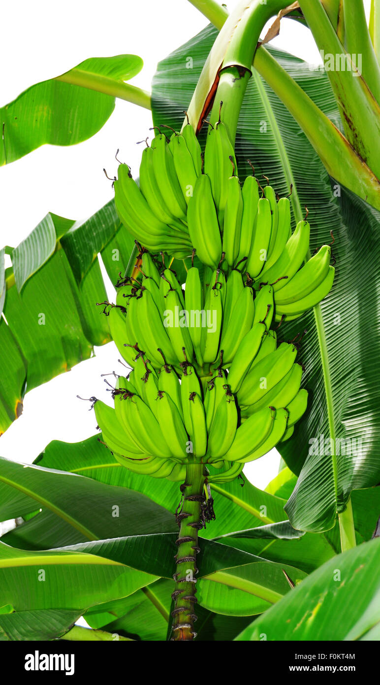 Close up shot of a head of bananas on a banana tree Stock Photo - Alamy