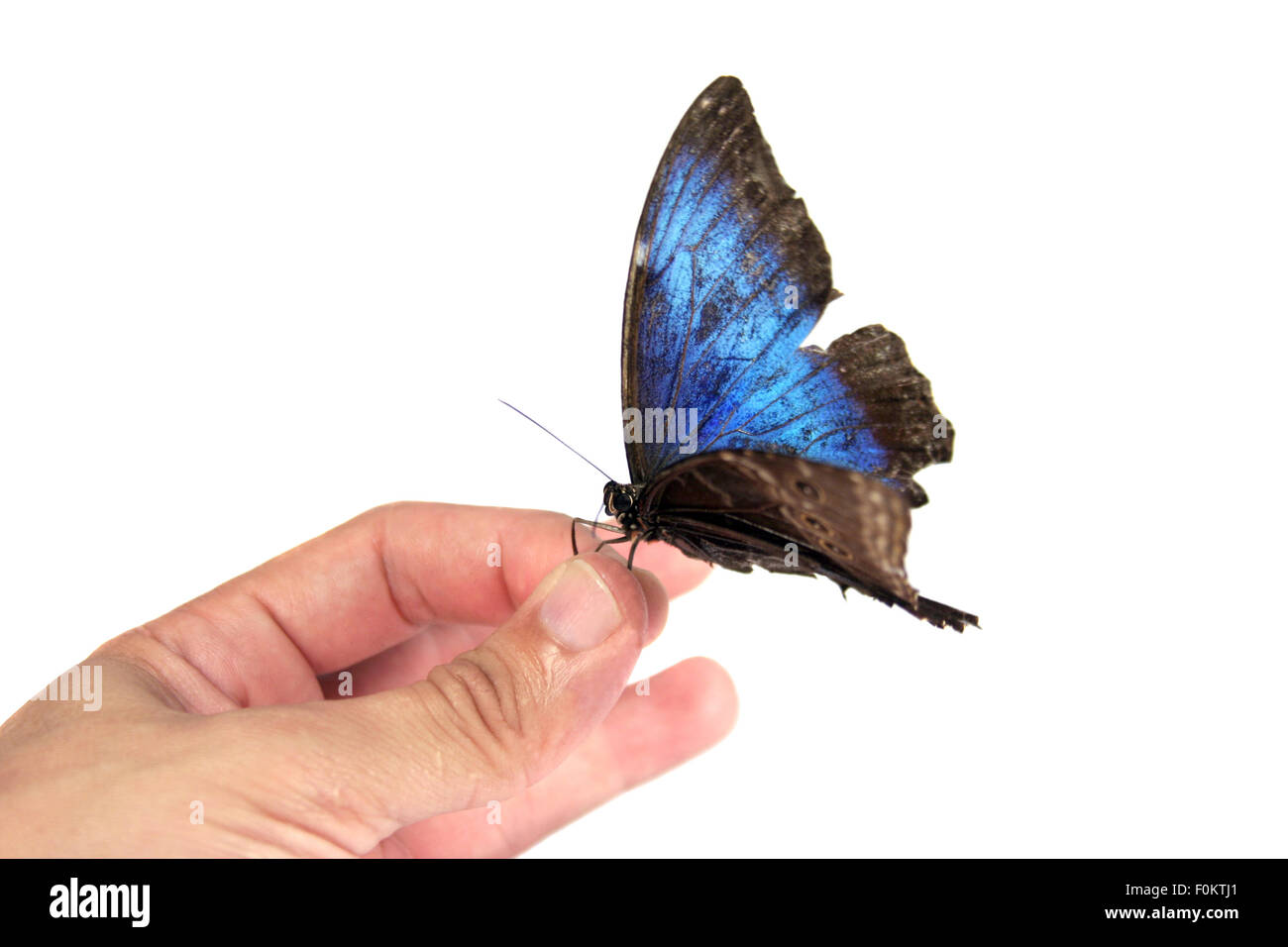 Man's hand holding a blue butterfly on white Stock Photo - Alamy