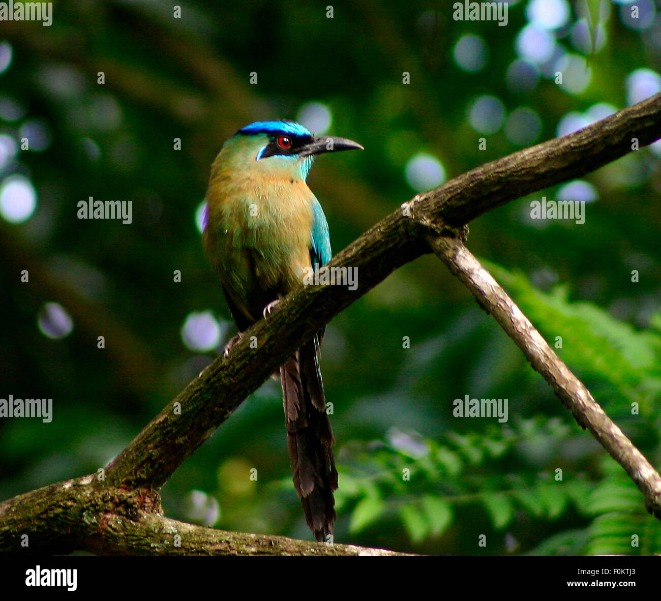 Beautiful blue crowned motmot bird perched on a tree branch Stock Photo ...