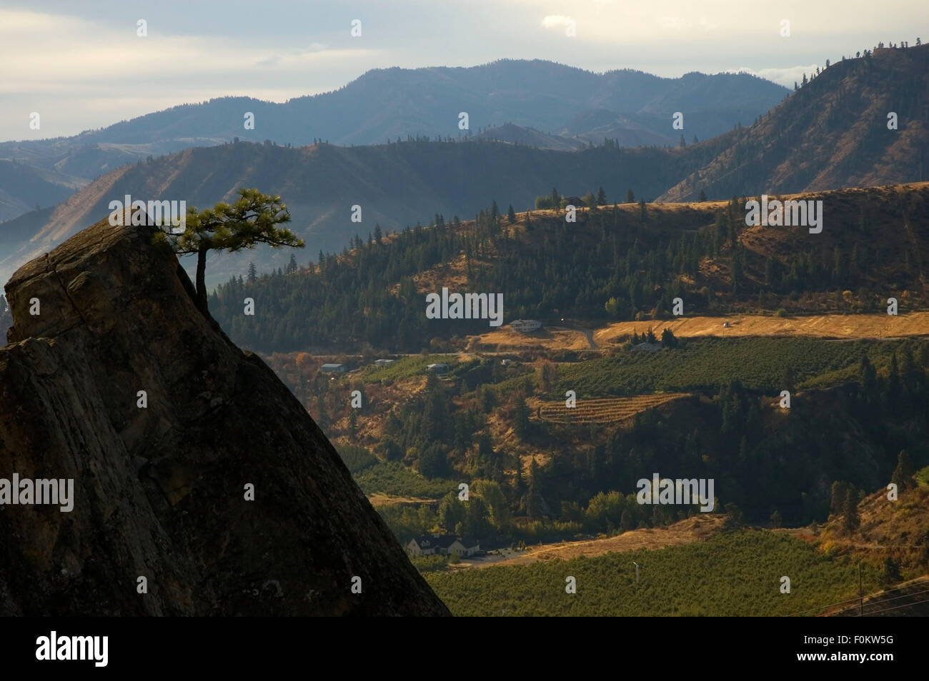 Pine on Austrian Slab, Peshastin Pinnacles State Park, Washington Stock ...