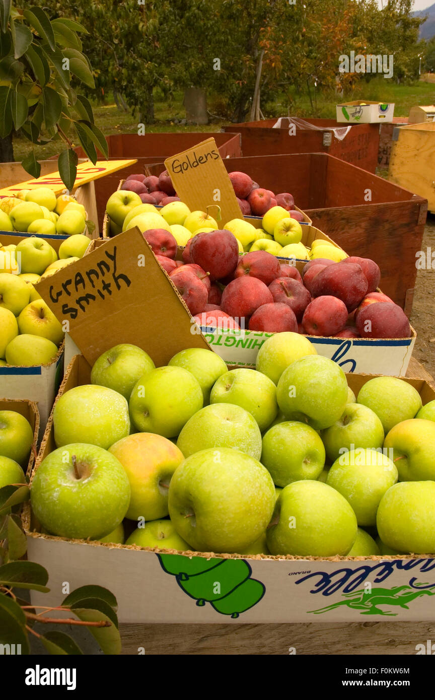 Pile of apple boxes hi-res stock photography and images - Alamy