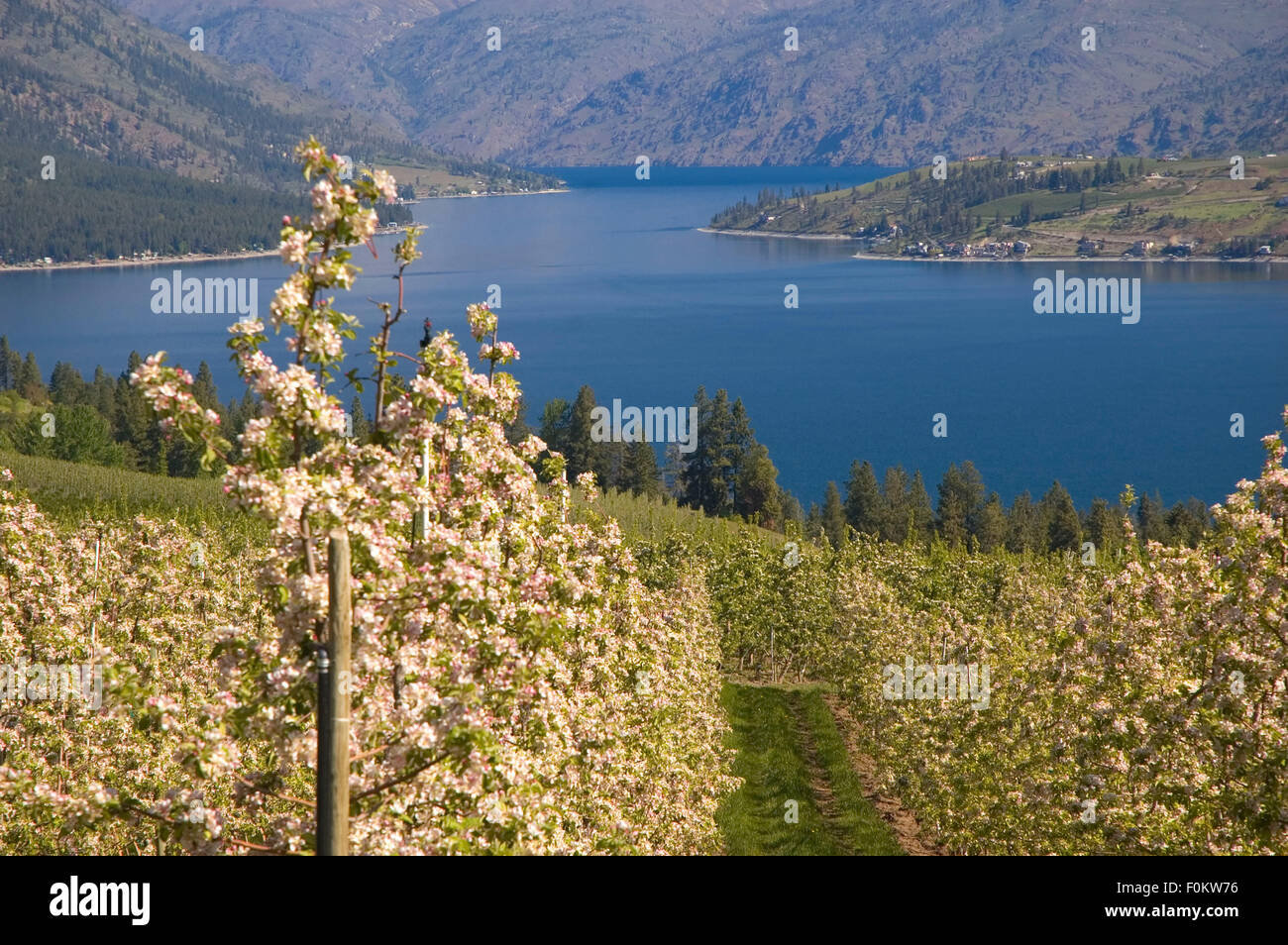 Orchard in bloom to Lake Chelan, Chelan County, Washington Stock Photo ...