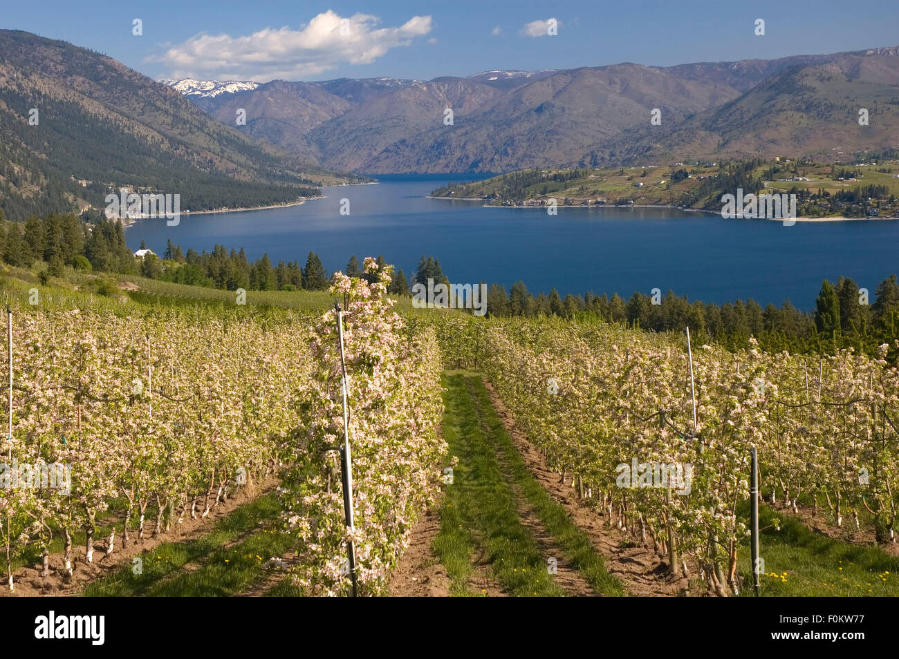 Orchard in bloom to Lake Chelan, Chelan County, Washington Stock Photo ...