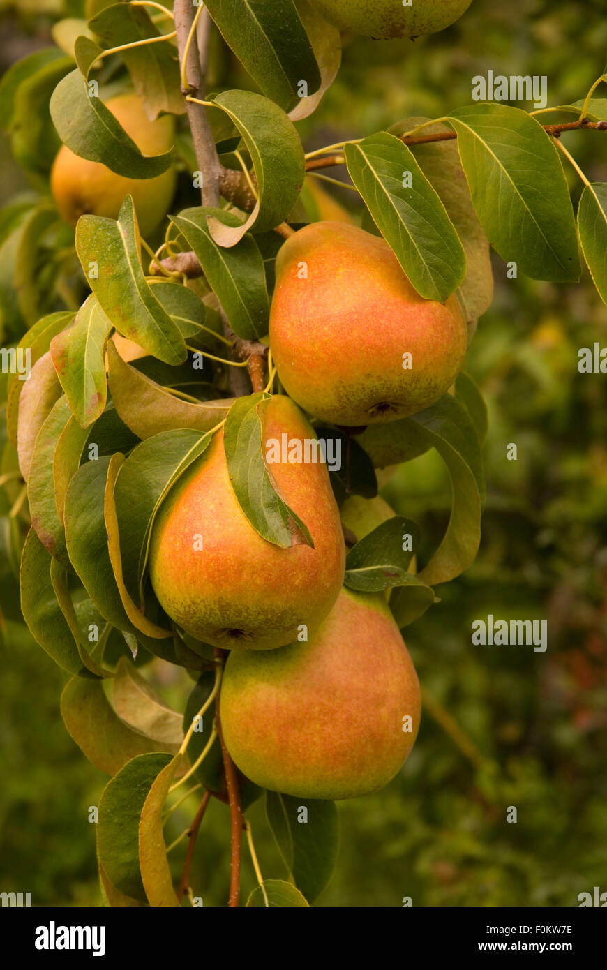 Pears in orchard, Chelan County, Washington Stock Photo - Alamy