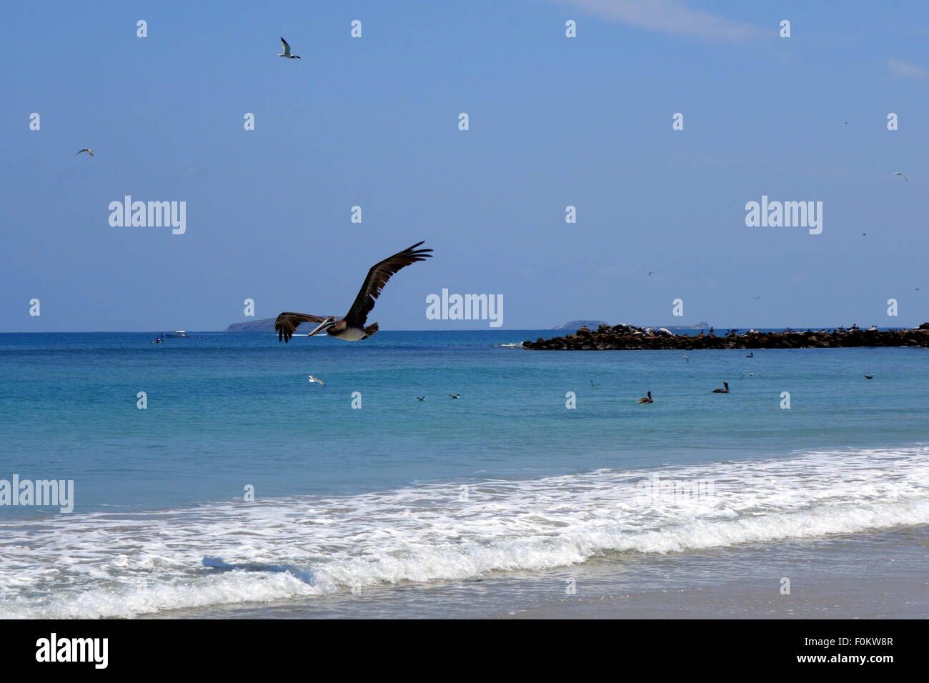 Sea gulls flying at the beach Stock Photo - Alamy