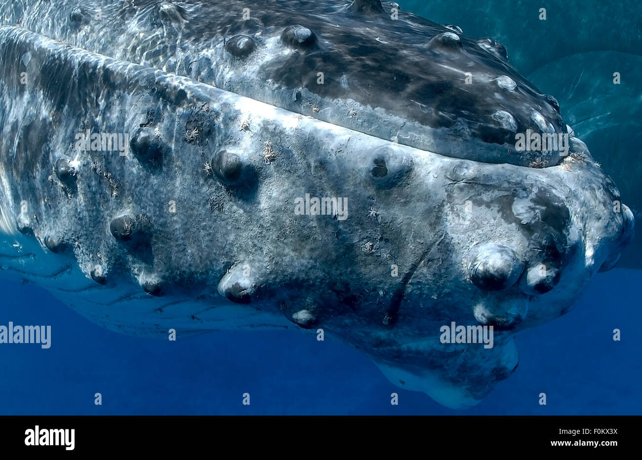 CLOSE-UP VIEW OF YOUNG HUMPBACK WHALE HEAD Stock Photo - Alamy