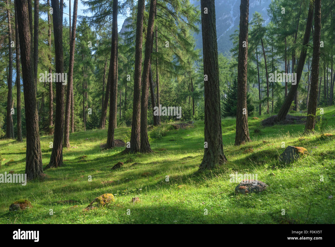 fairy tale fir tree forest Stock Photo - Alamy