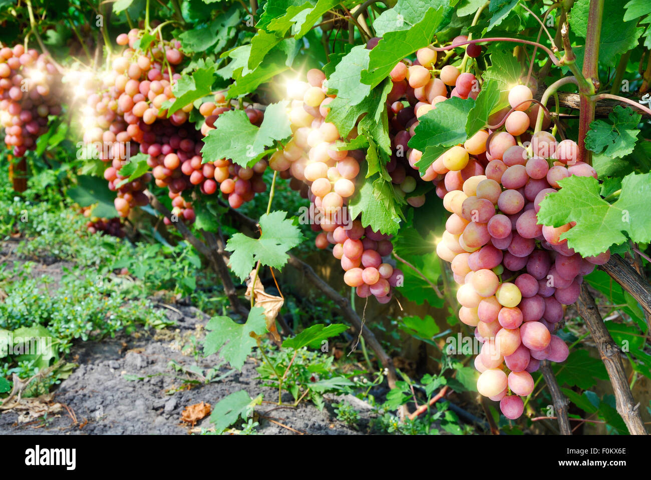 Row of pink grape with much fruits Stock Photo - Alamy