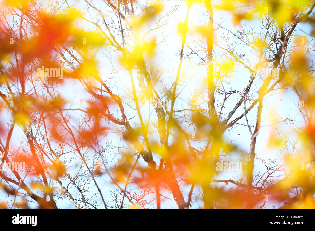Defocused autumn maple leaves background Stock Photo - Alamy