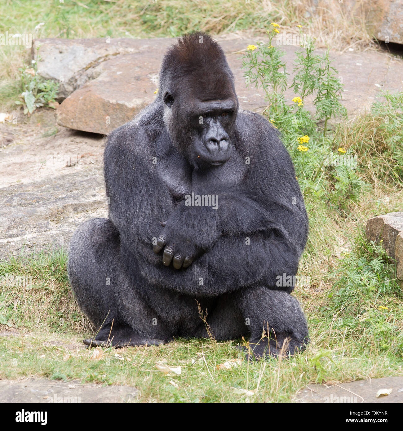 Silver Backed Male Gorilla High Resolution Stock Photography and Images ...