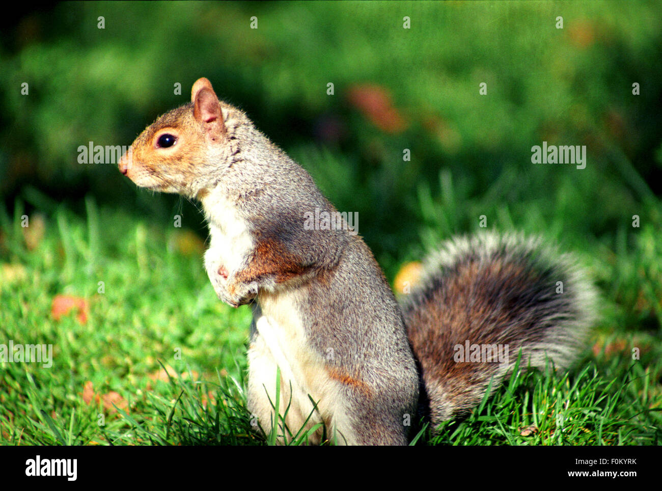 Squirrel in central park - new-york Stock Photo - Alamy