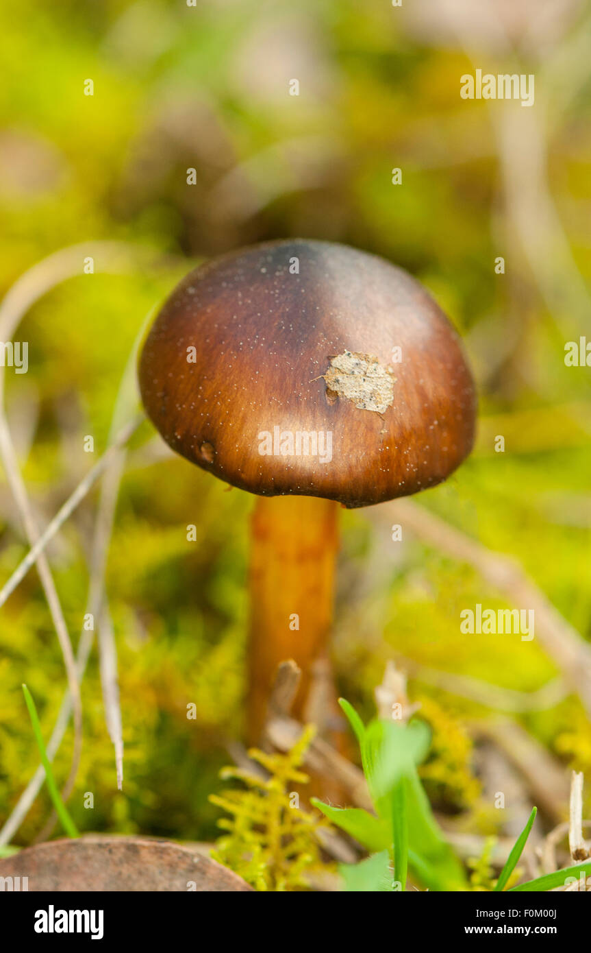 Australian fungus hi-res stock photography and images - Alamy