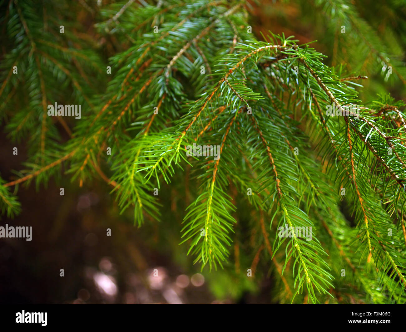 Bright green branch of fir Stock Photo - Alamy