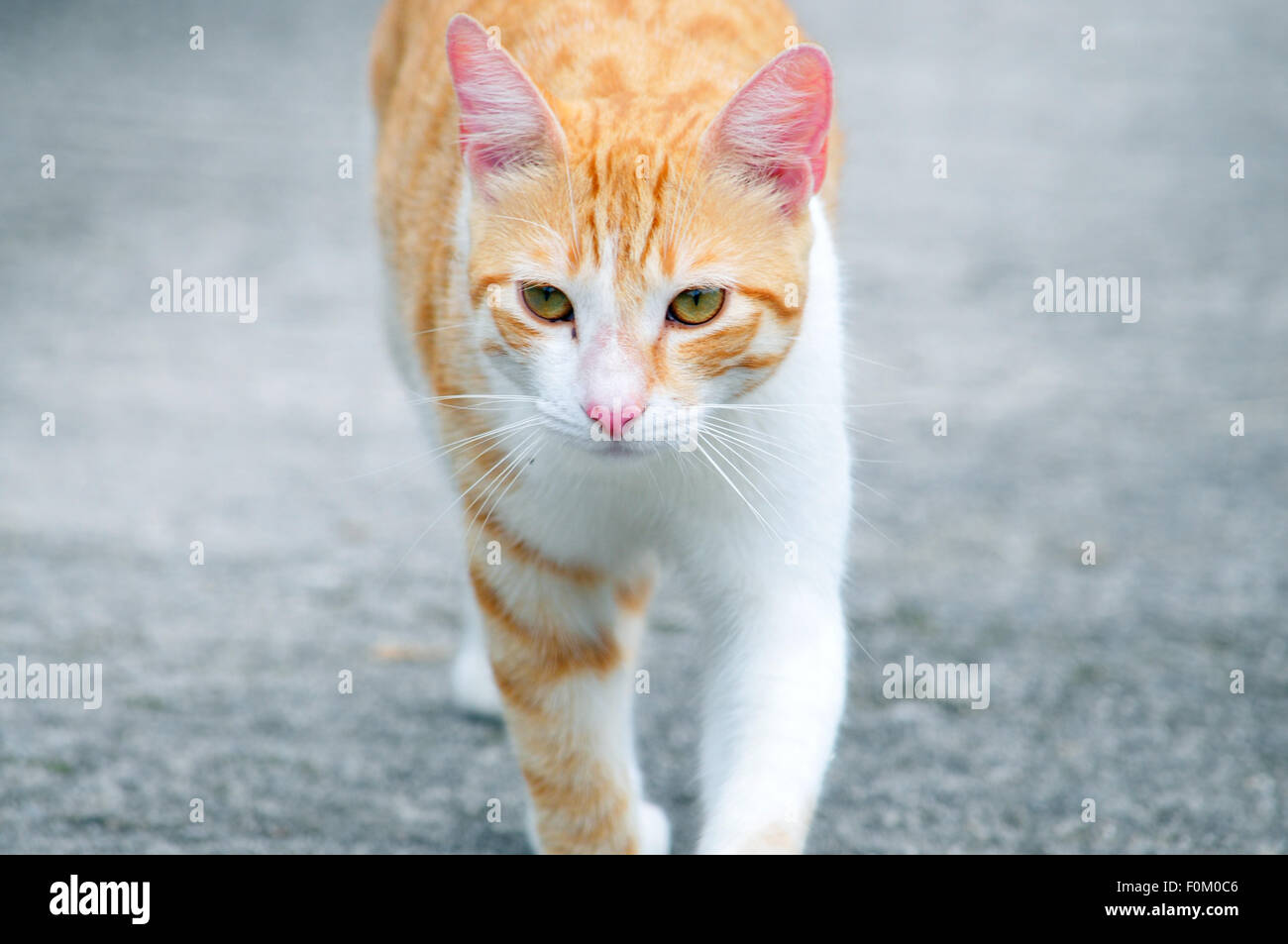 Cute house cat walking on the driveway Stock Photo - Alamy