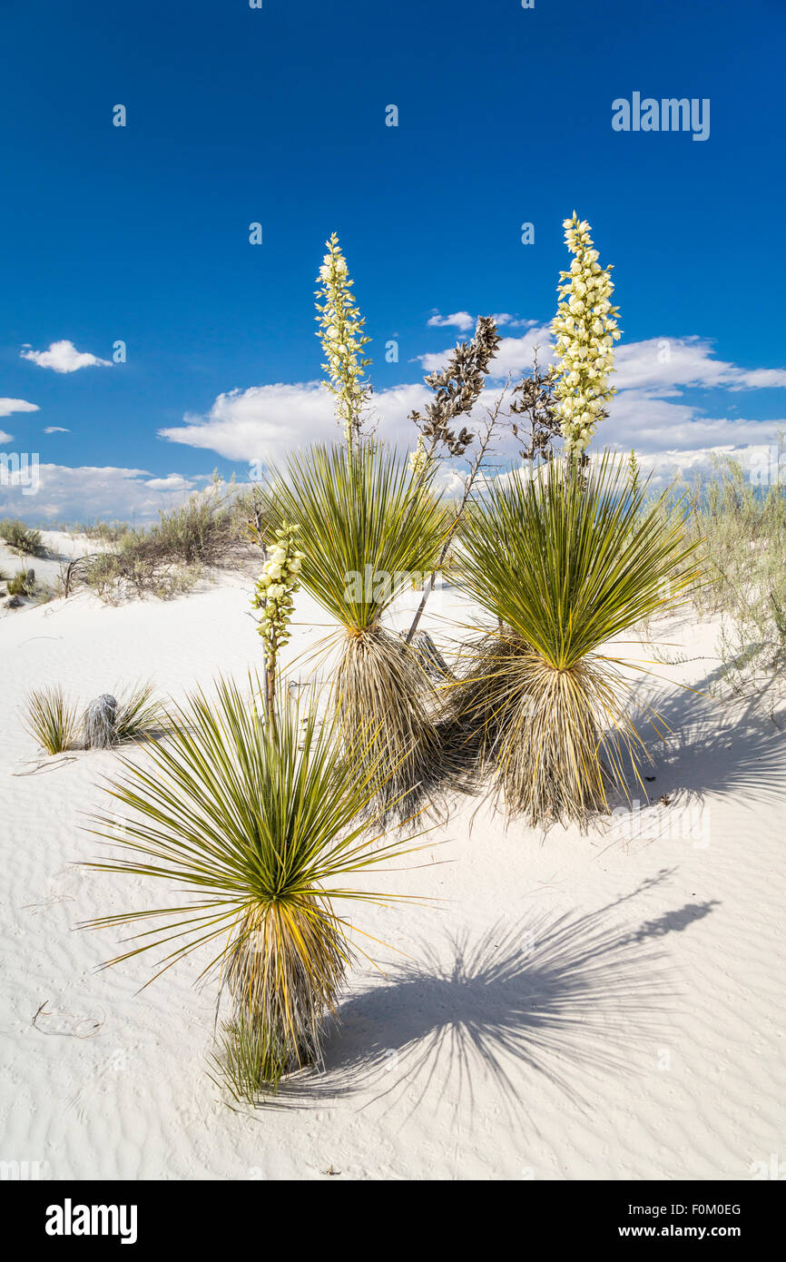 Blooming yucca plants in the white gypsum dunes of the White Sands ...