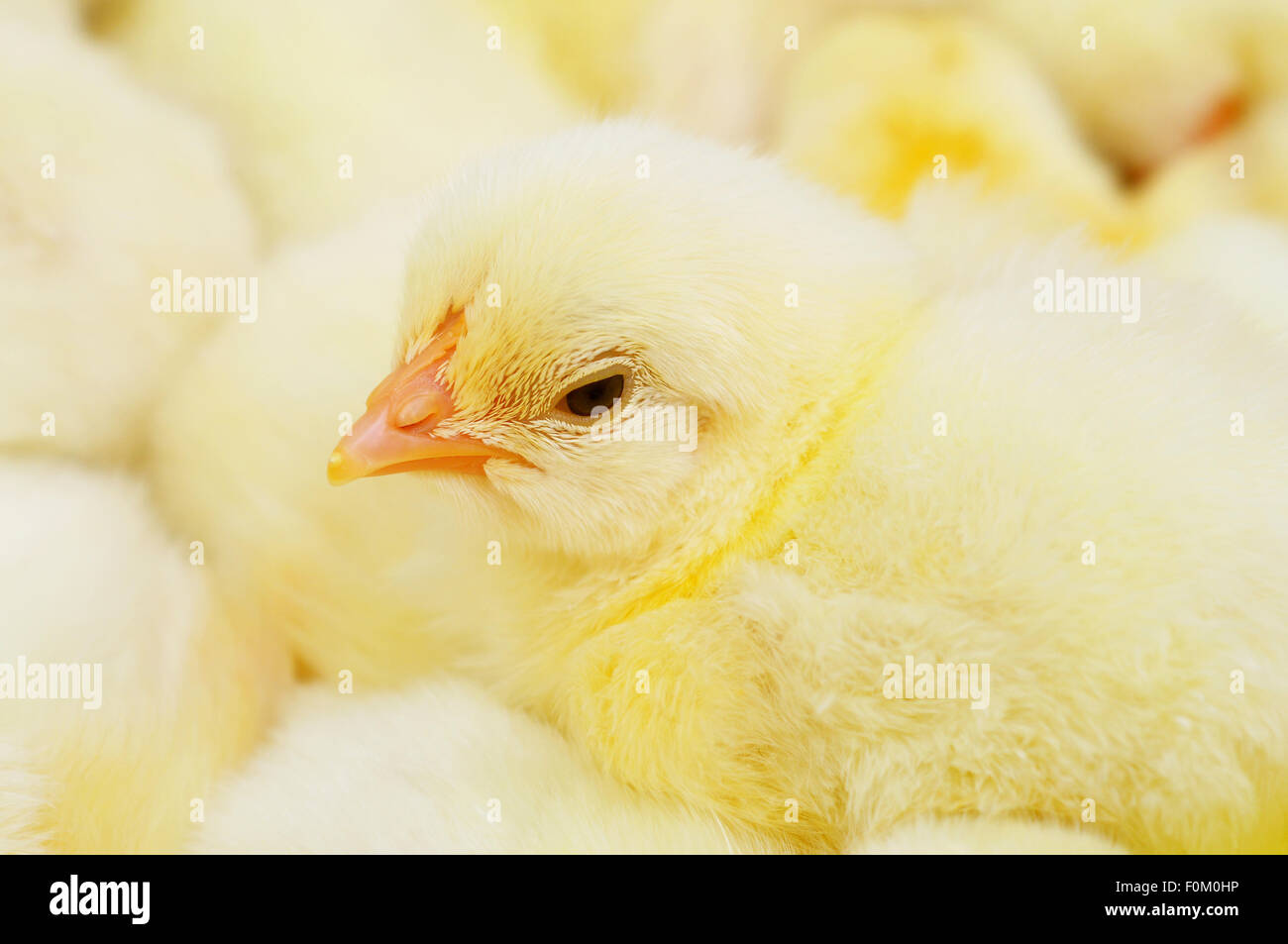 Group of baby chicks just hatched out Stock Photo - Alamy