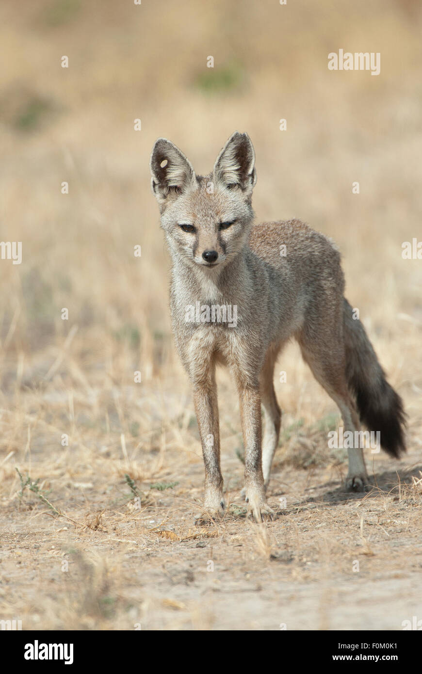 Indian fox hi-res stock photography and images - Alamy