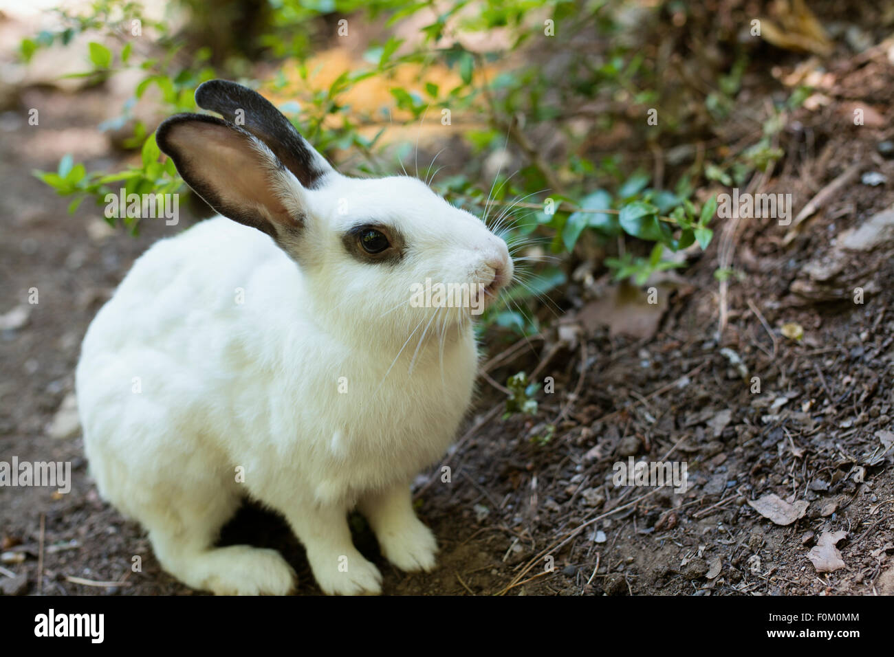 Rabbit in grass hi-res stock photography and images - Alamy