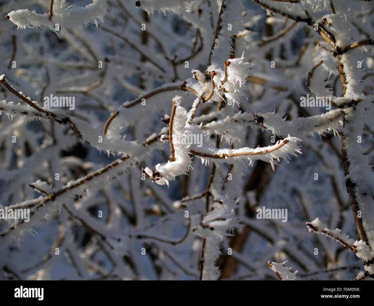 Frost on branches Stock Photo - Alamy