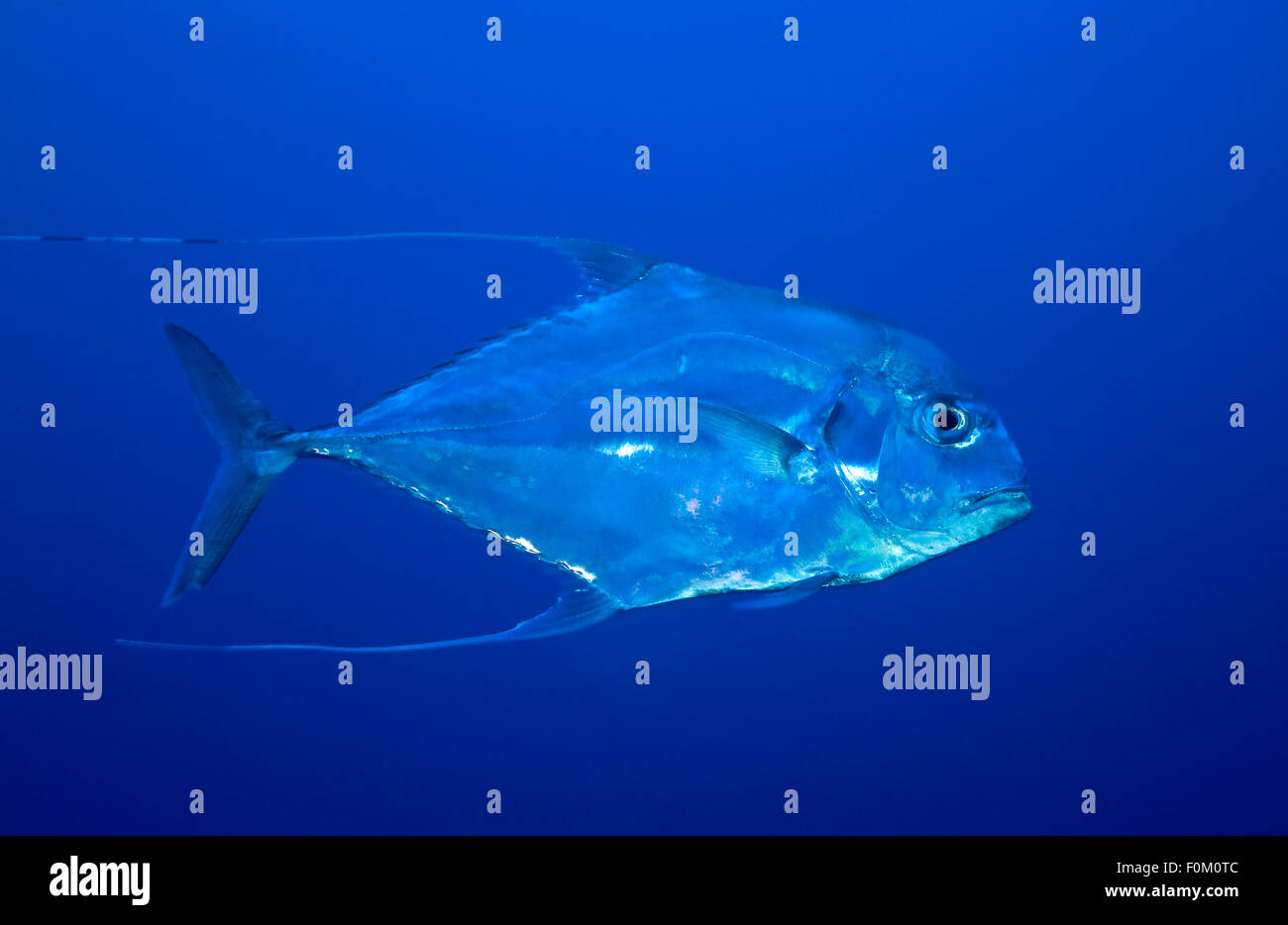 African pompano hi-res stock photography and images - Alamy