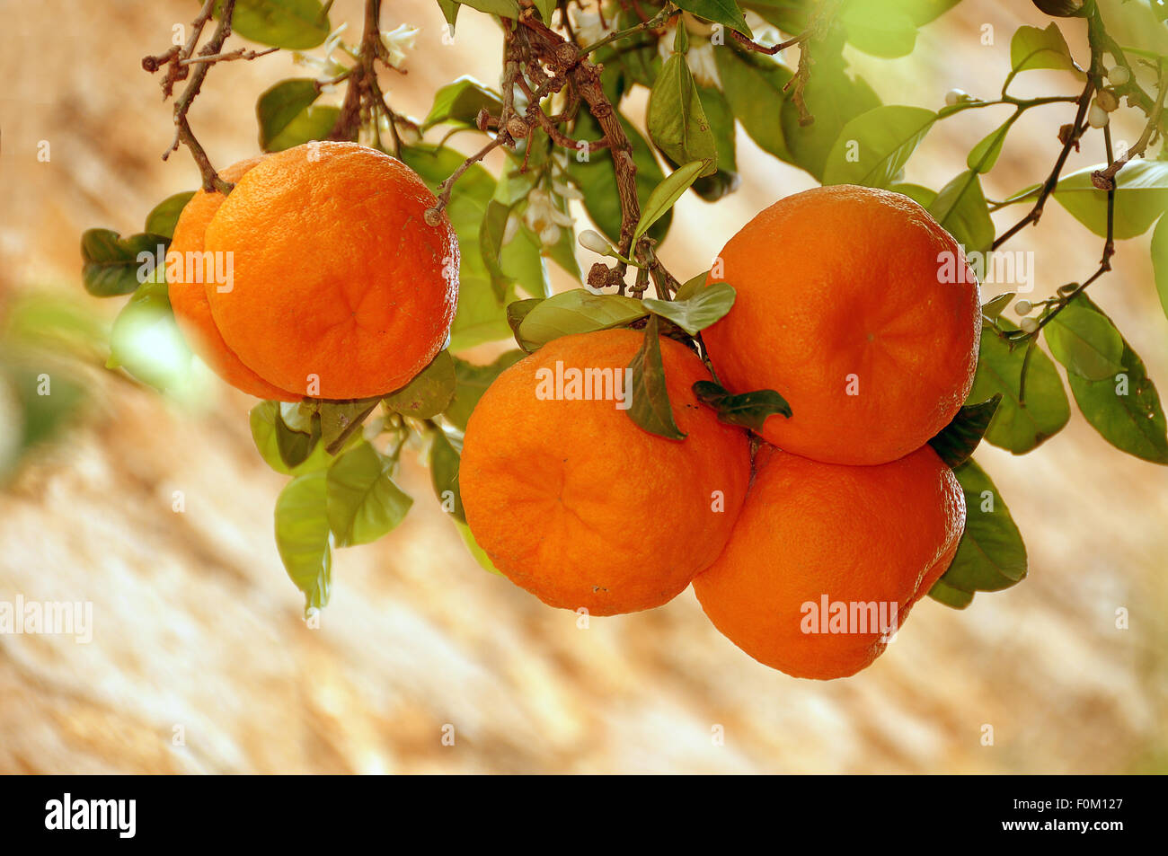 Citrus reticulata tree hi-res stock photography and images - Alamy