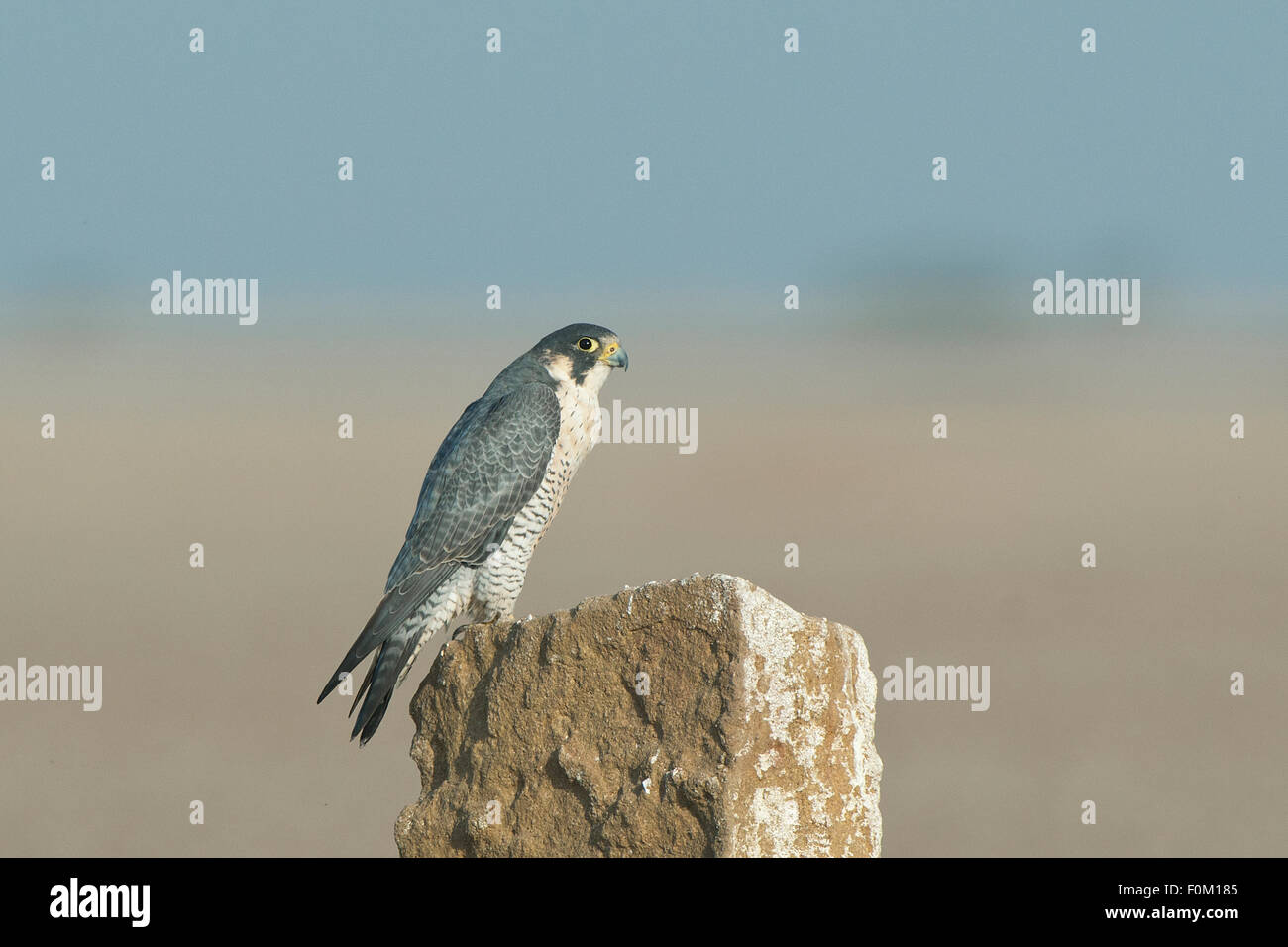 Peregrine falcon raptor bird hi-res stock photography and images - Alamy