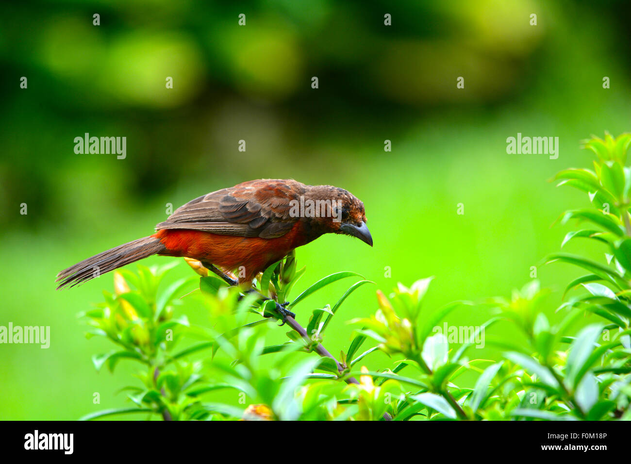 Beautiful Crimson-backed Tanager female perched on a flower bush ...