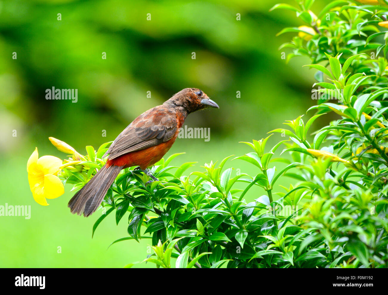 Beautiful Crimson-backed Tanager female perched on a flower bush Stock ...