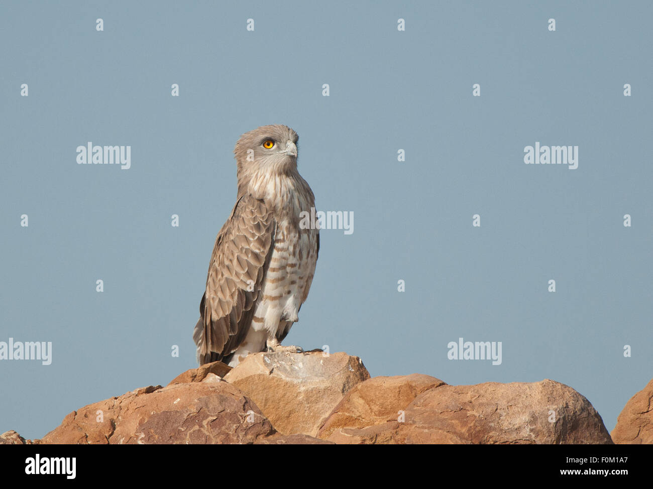 Bid snake hi-res stock photography and images - Alamy