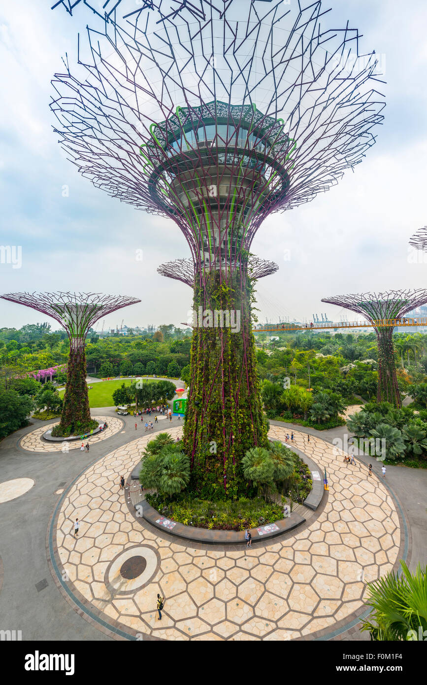 Tree supertrees hi-res stock photography and images - Alamy