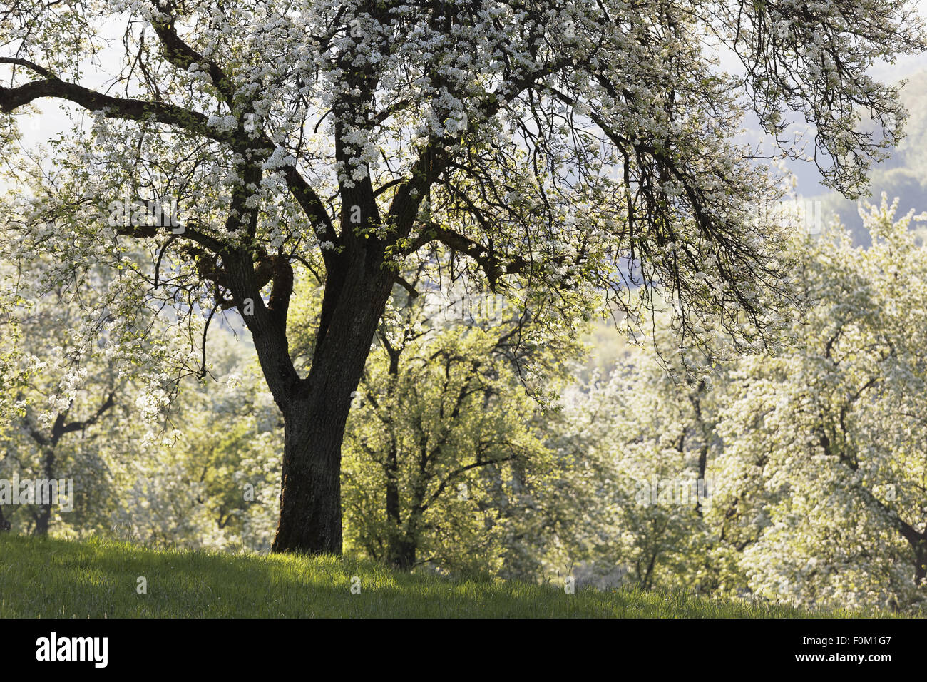 Flowering pear trees, Neuhofen an der Ybbs, Mostviertel, Lower Austria ...