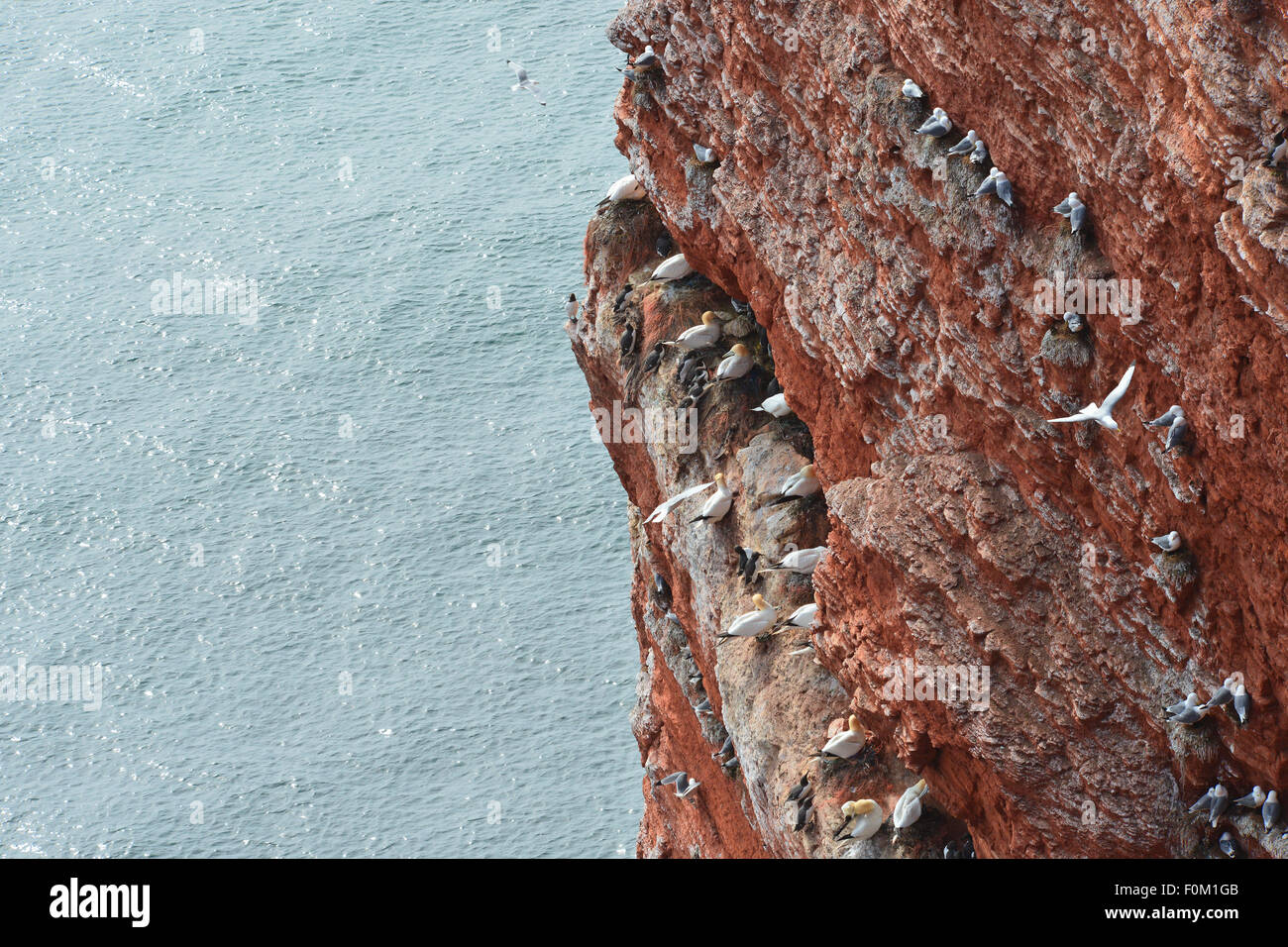 Red cliff with birds by the sea, gannets (Morus bassanus) and common ...