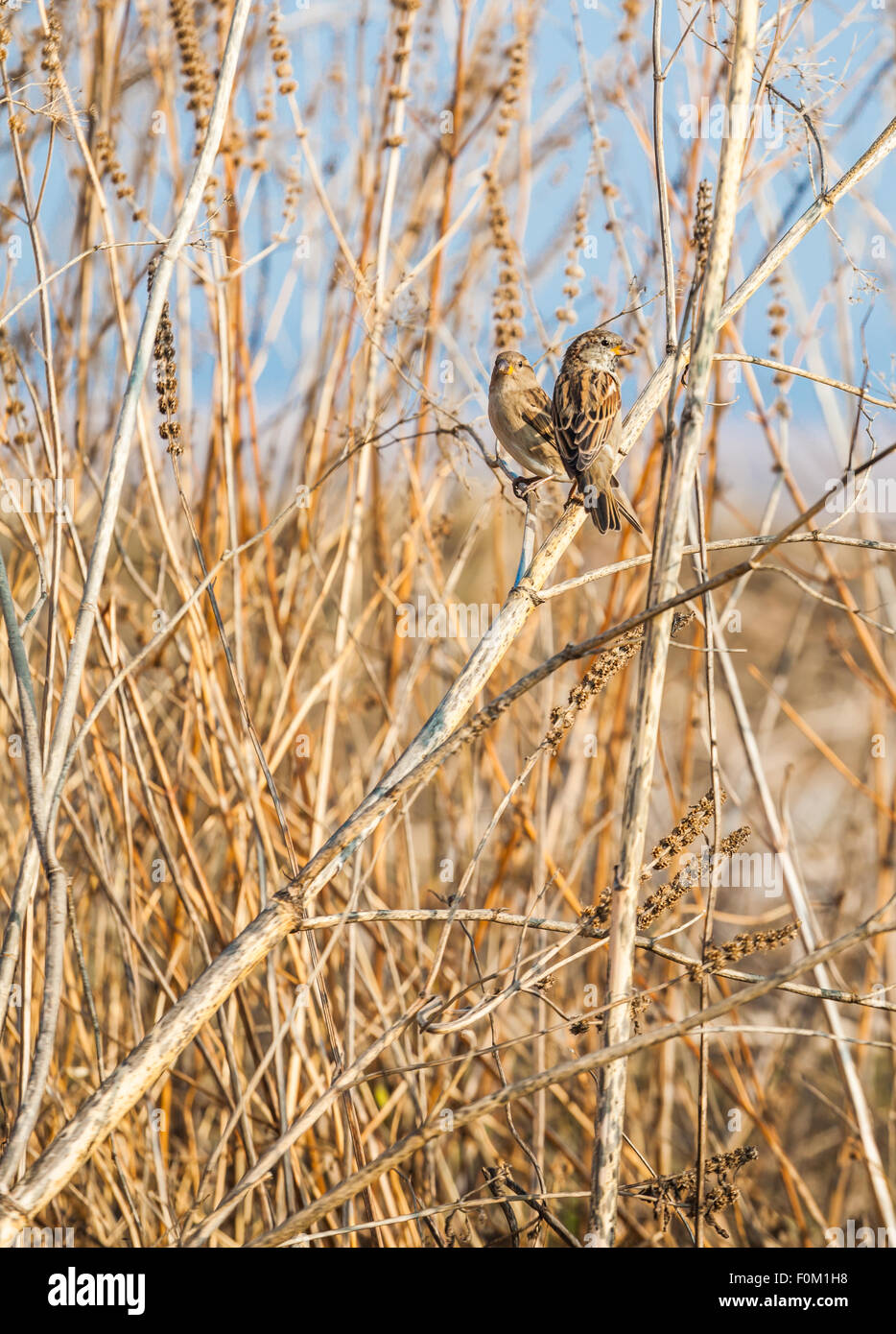 House sparrow sitting on dry weeds in fall Stock Photo - Alamy