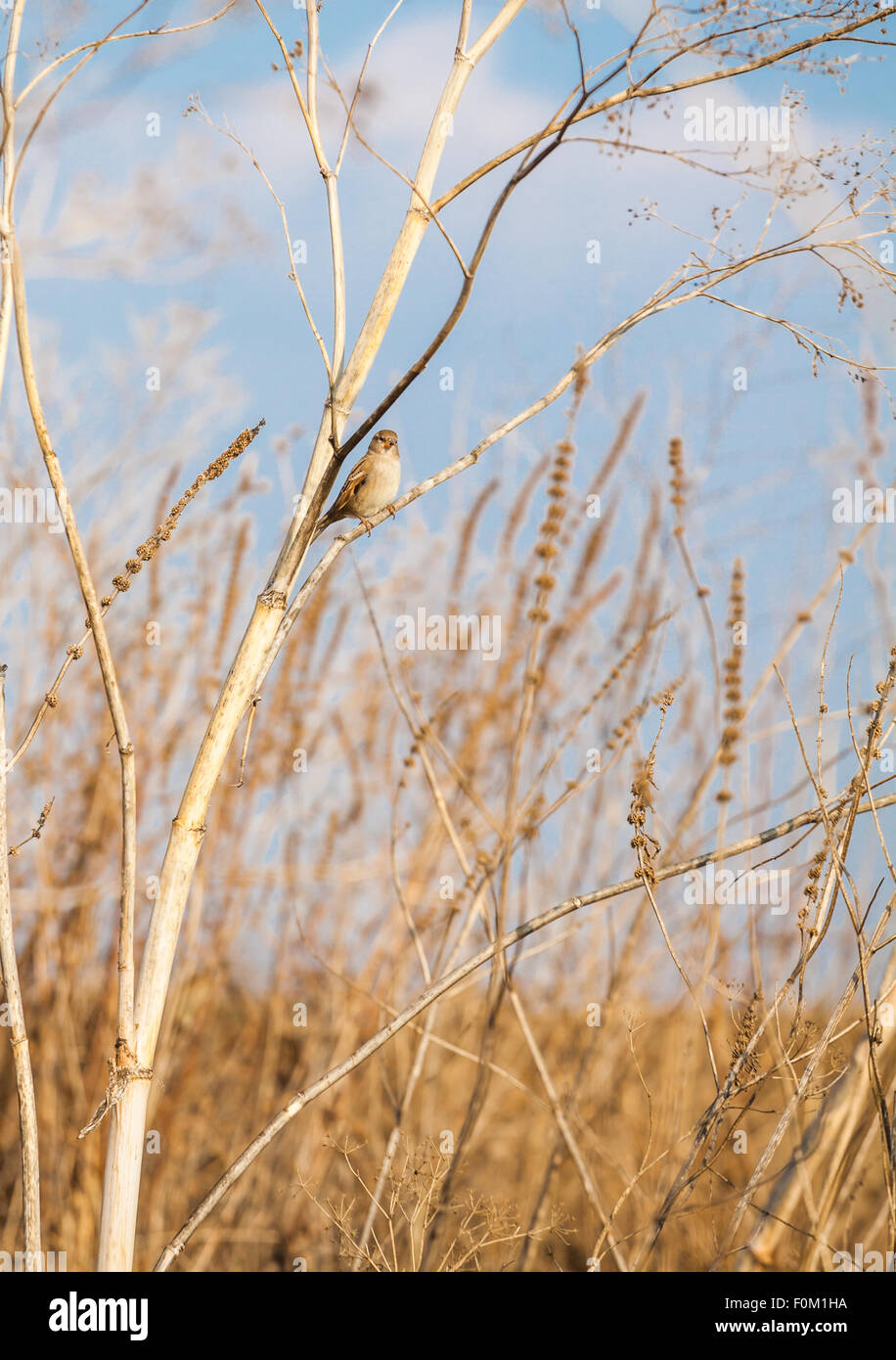 House sparrow sitting on dry weeds in fall Stock Photo - Alamy