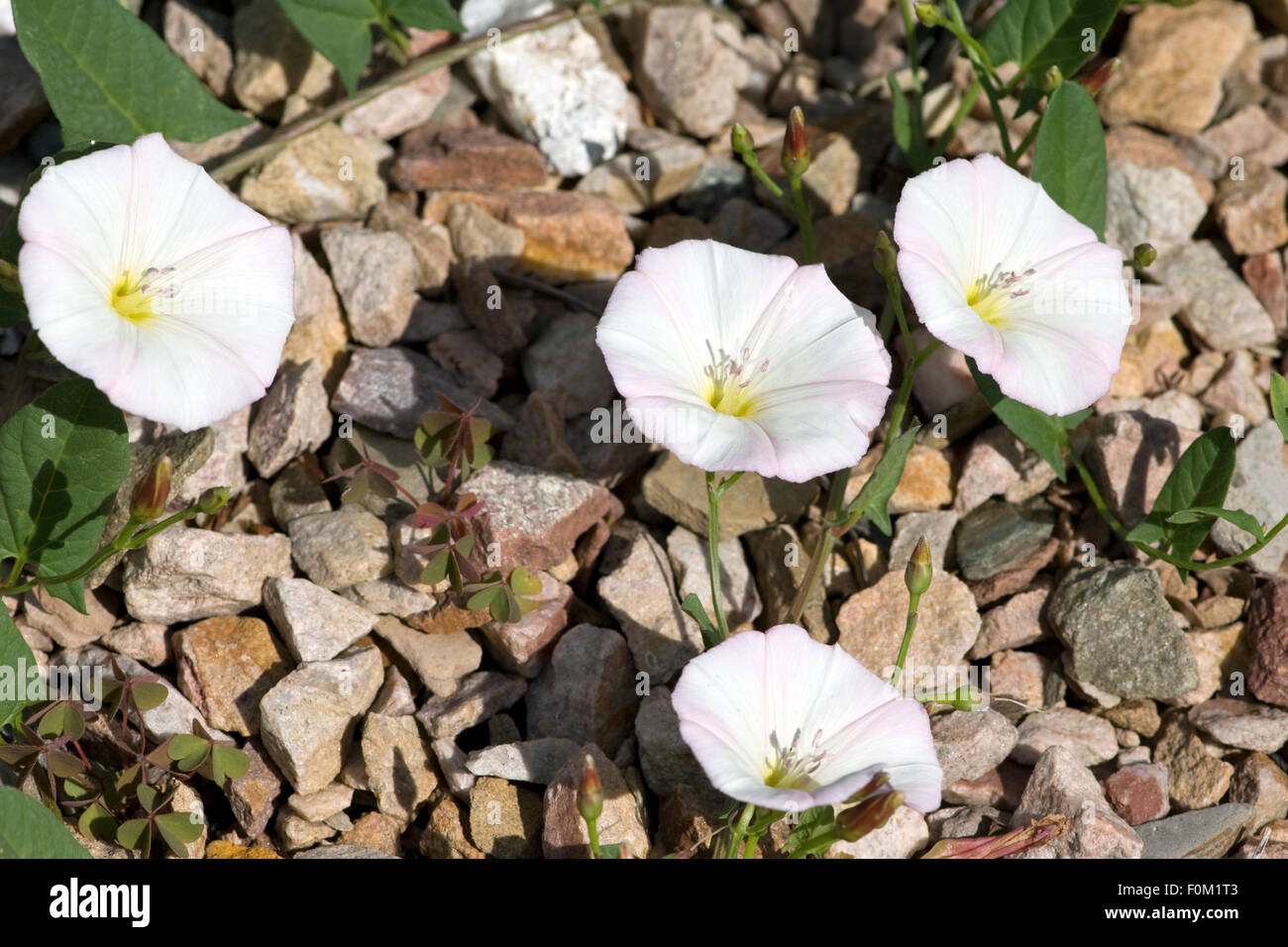 Ackerwinde; Convolvulus, arvensis Stock Photo - Alamy