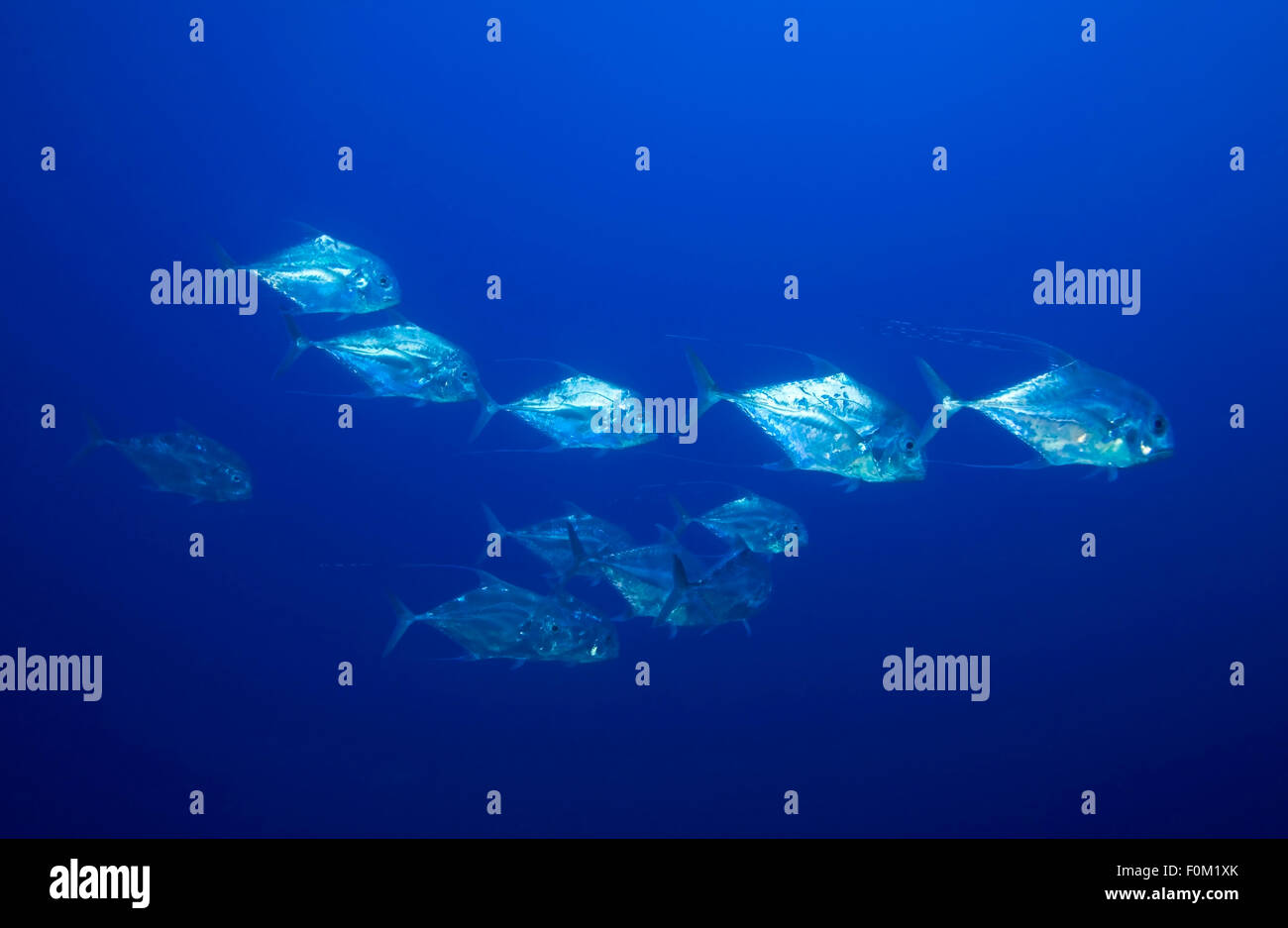 African pompano fish hi-res stock photography and images - Alamy