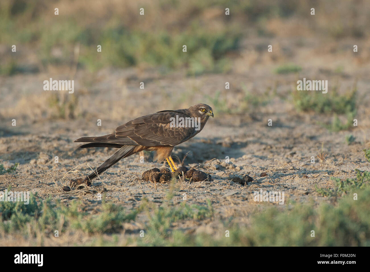 Pallied harrier hi-res stock photography and images - Alamy