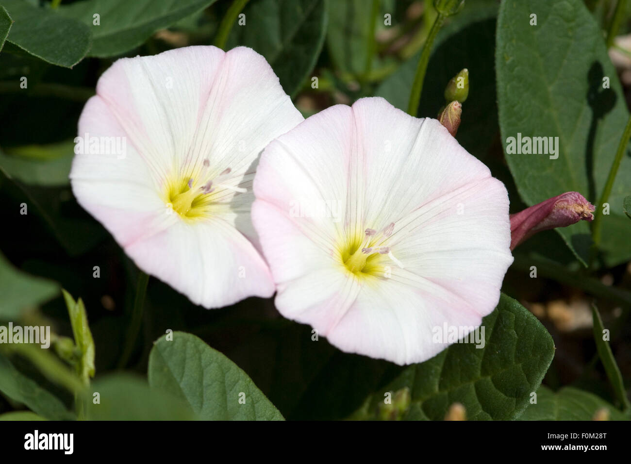 Ackerwinde; Convolvulus, arvensis Stock Photo - Alamy