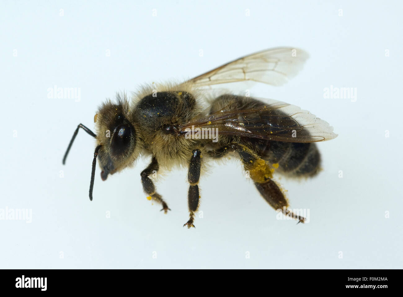 Natur tiere insekten biene hi-res stock photography and images - Alamy