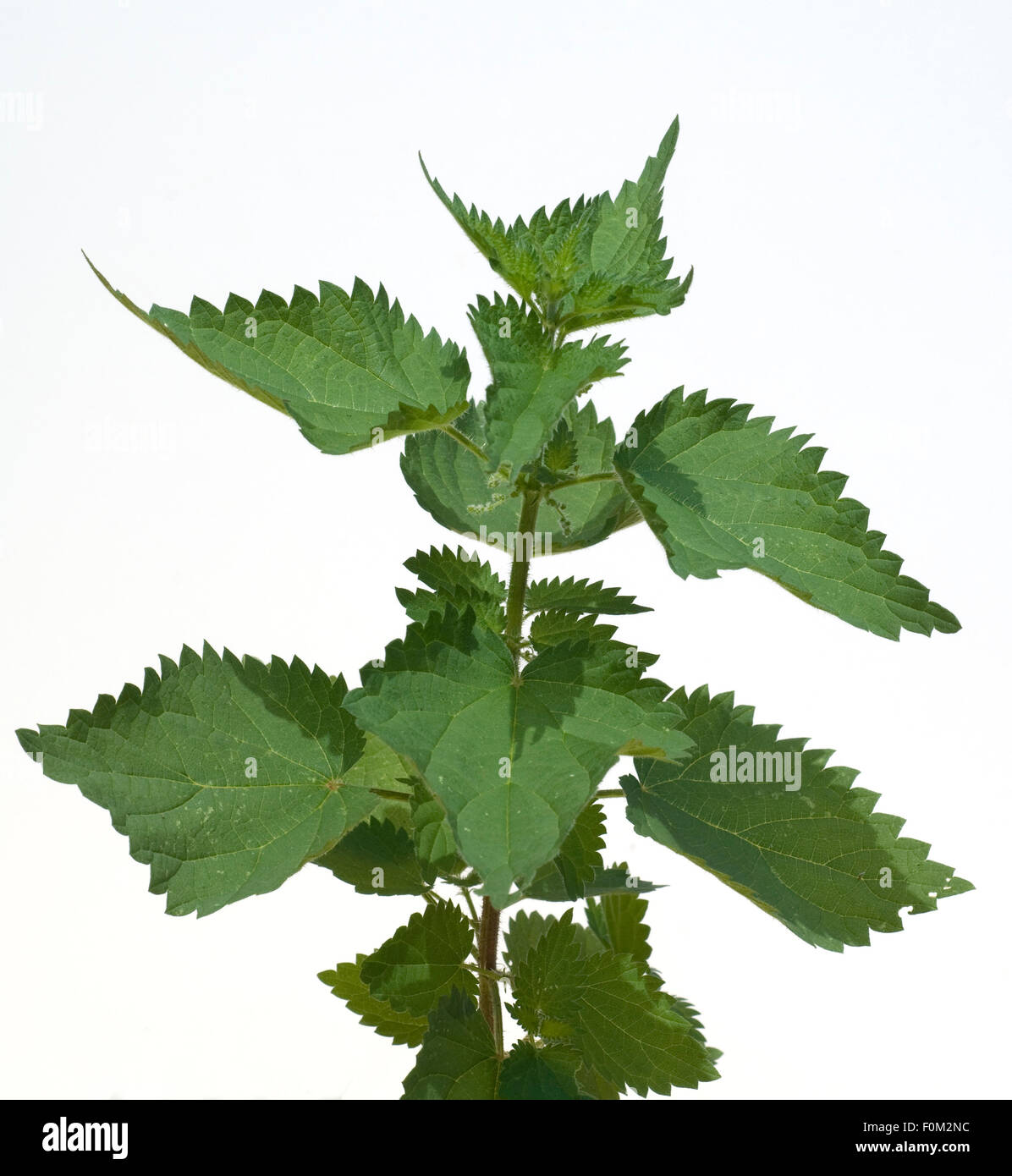 Brennnesseln hi-res stock photography and images - Alamy