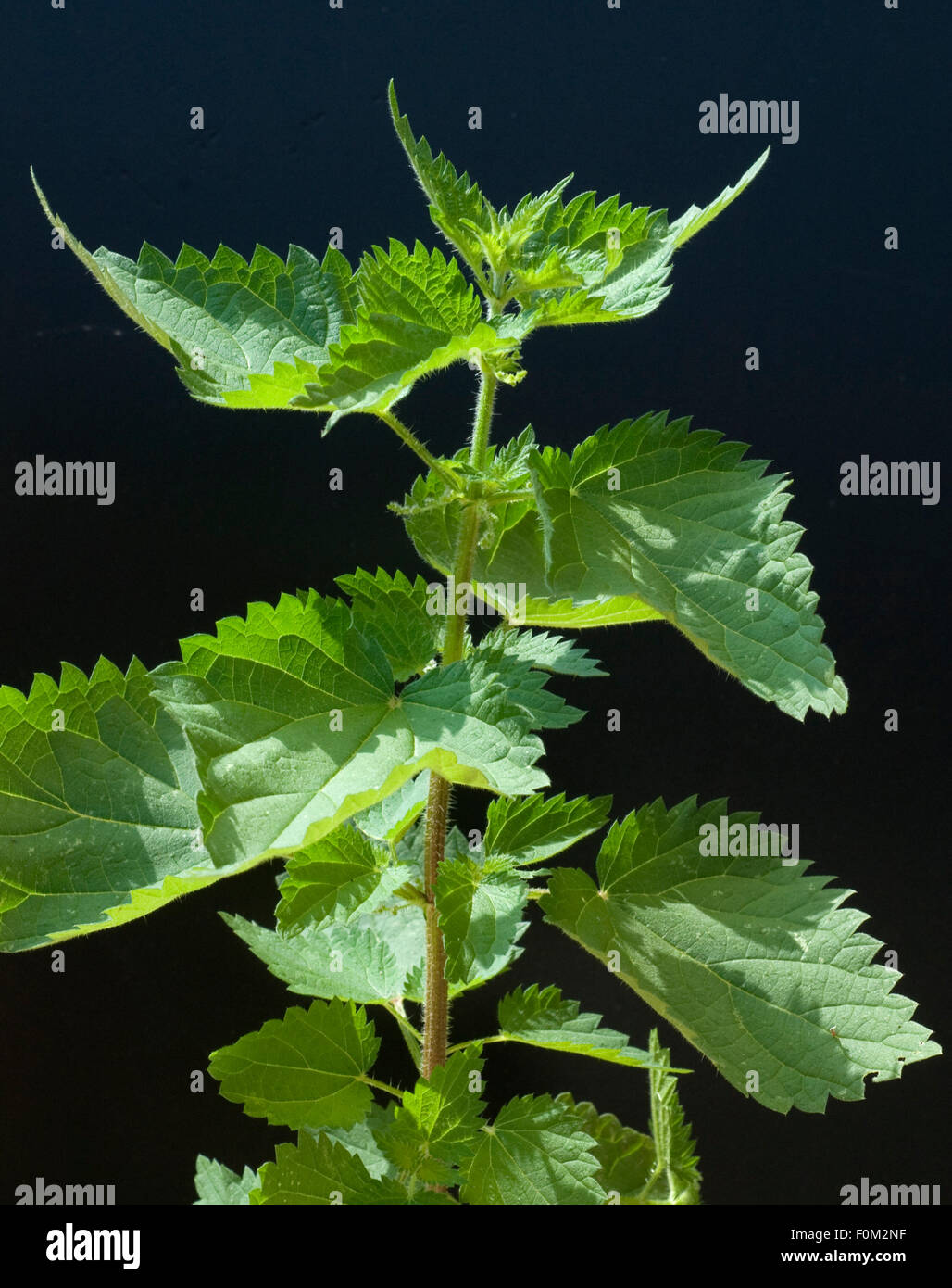 Brennnesseln hi-res stock photography and images - Alamy