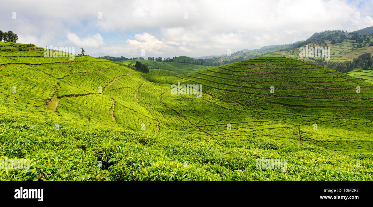 Rwanda mountain tea hi-res stock photography and images - Alamy