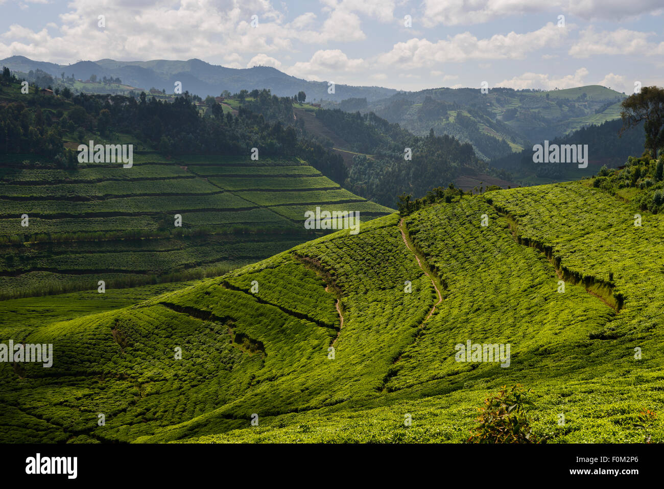 Tea plantations of western Rwanda, Africa Stock Photo - Alamy