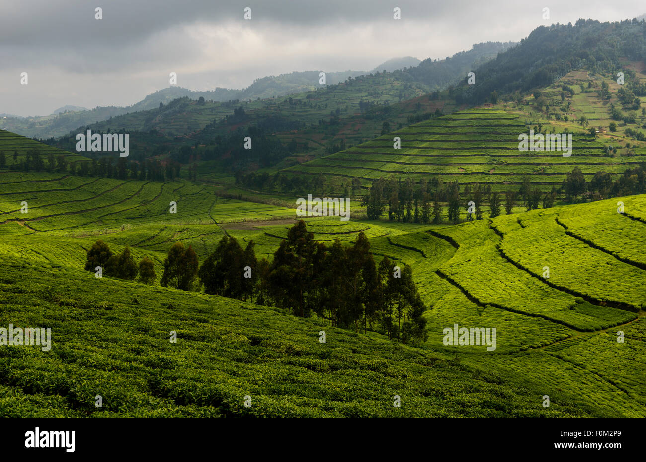 Tea plantations of western Rwanda, Africa Stock Photo - Alamy