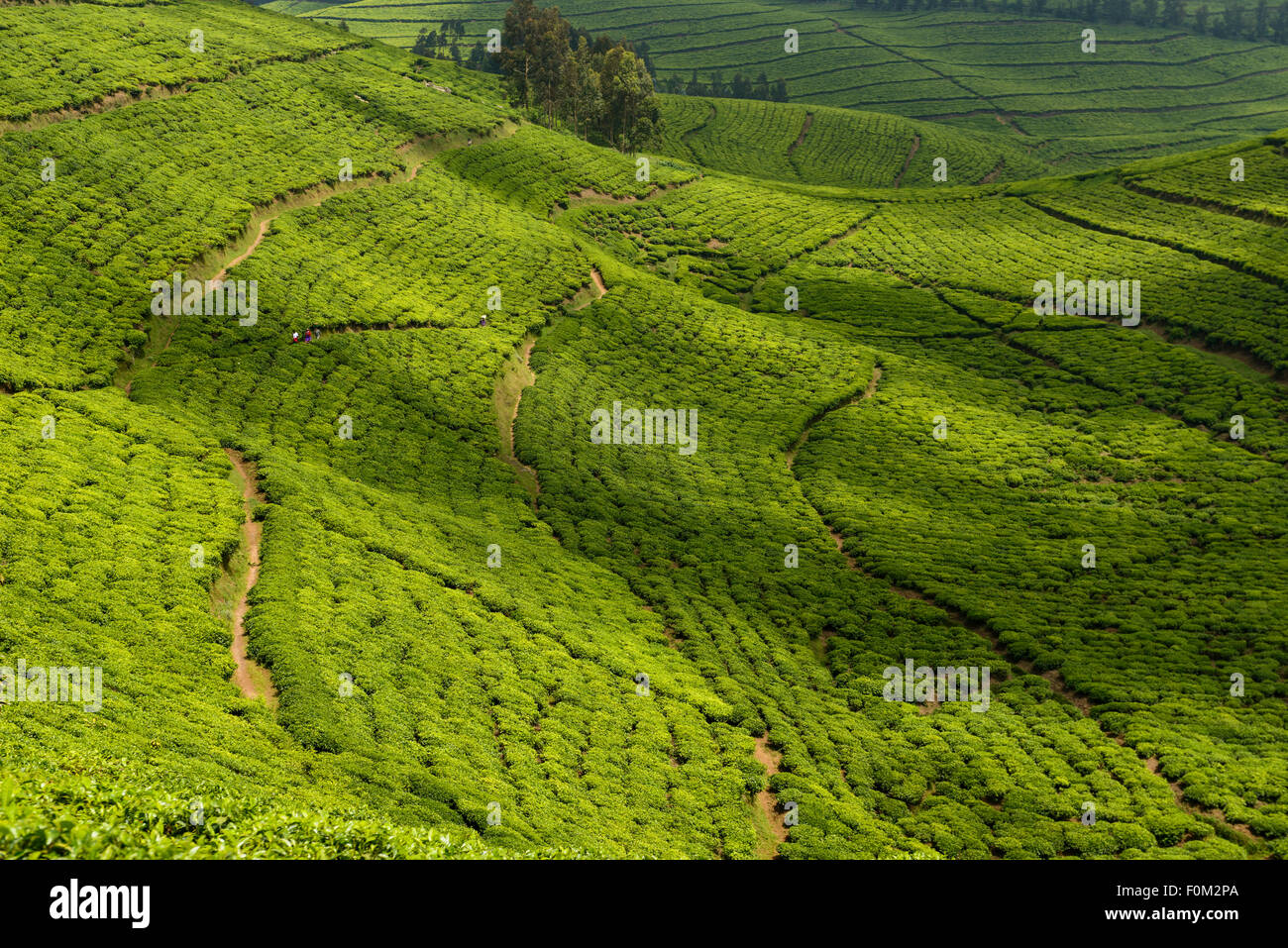 Tea plantations of western Rwanda, Africa Stock Photo - Alamy