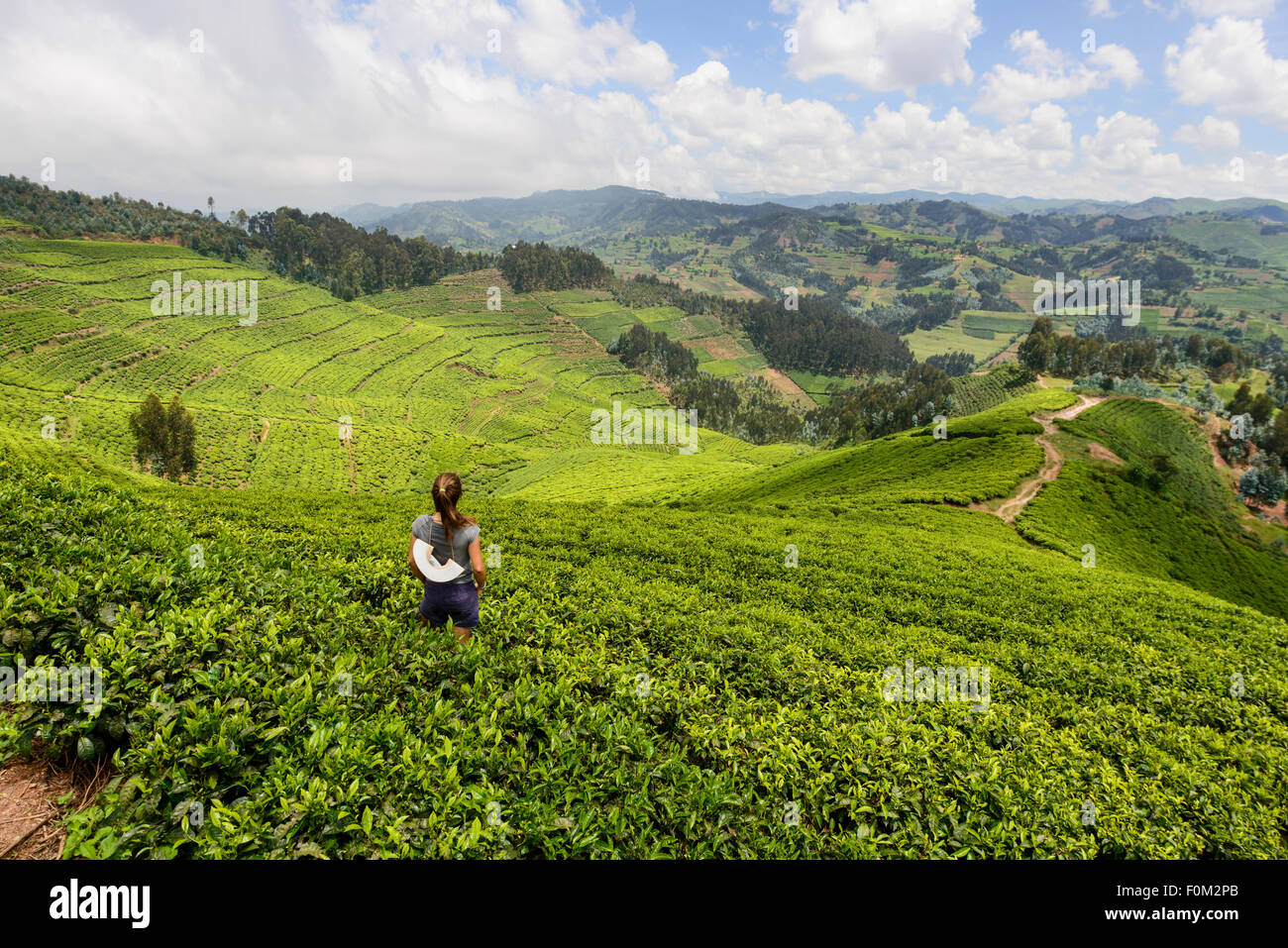 Tea plantations of western Rwanda, Africa Stock Photo - Alamy