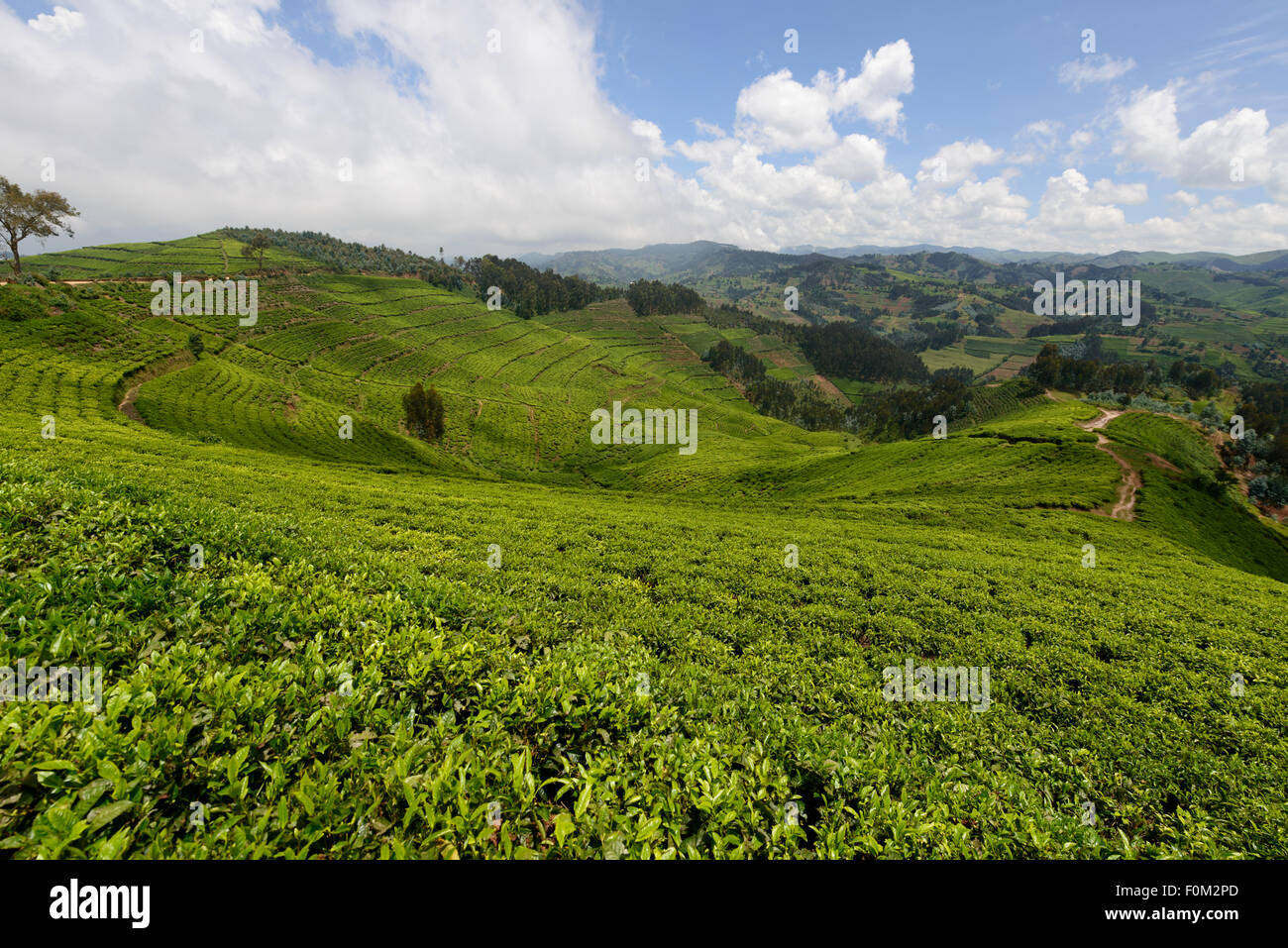 Tea plantations of western Rwanda, Africa Stock Photo - Alamy