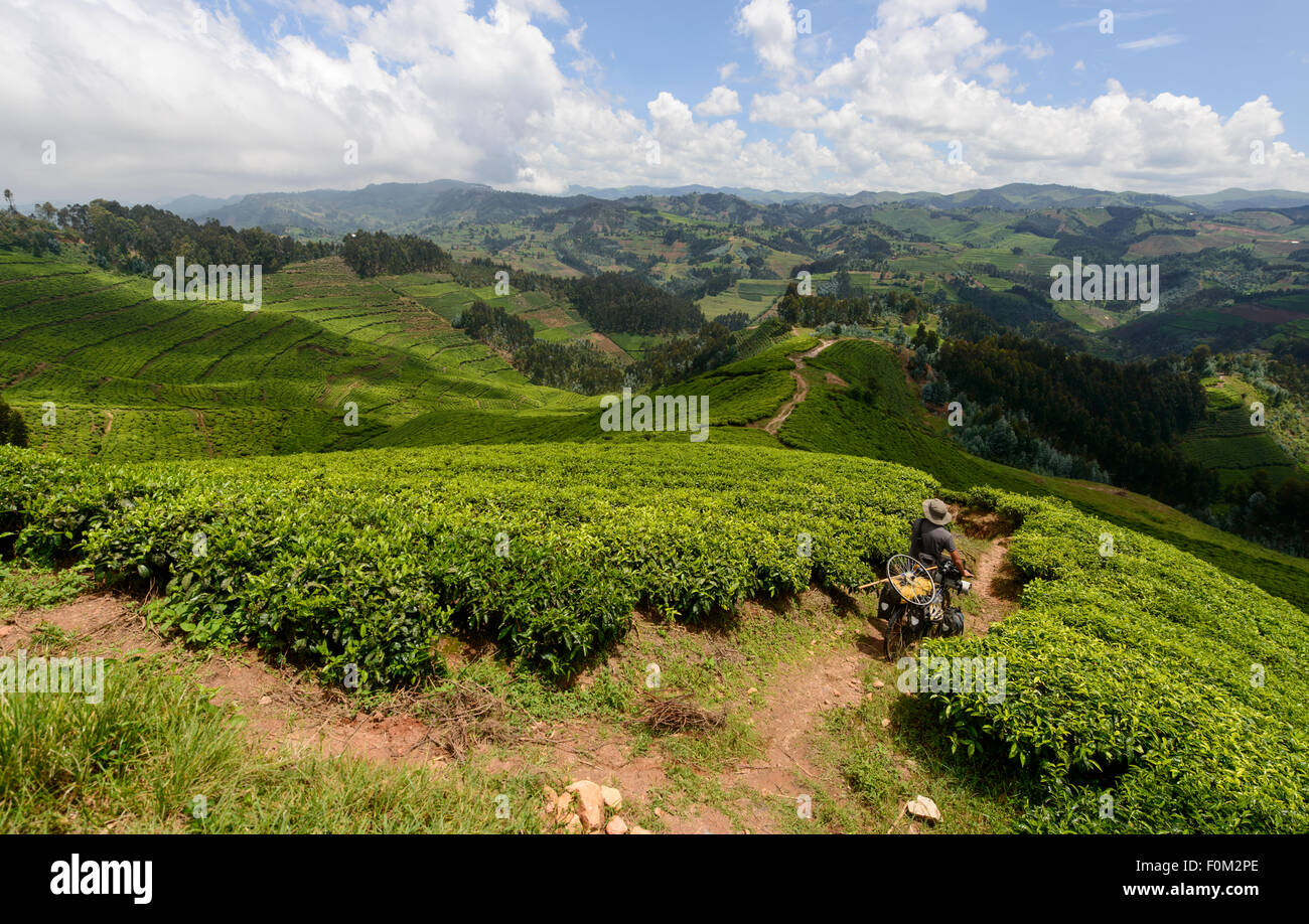 Cycling across the tea plantations of Rwanda, Africa Stock Photo - Alamy