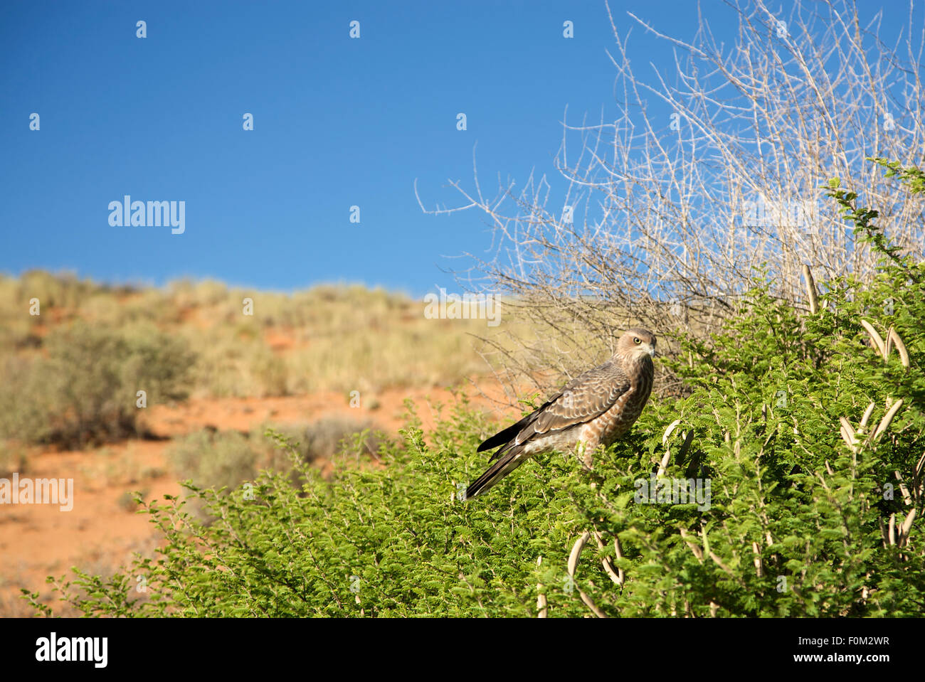 Desert eagle hi-res stock photography and images - Alamy