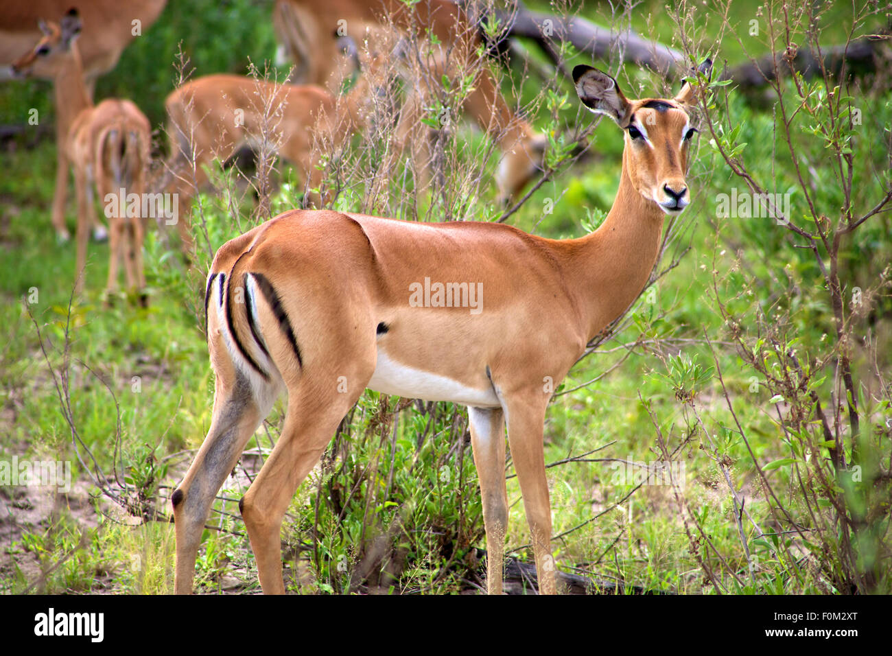 Springboks in the Kalahari Desert Stock Photo - Alamy
